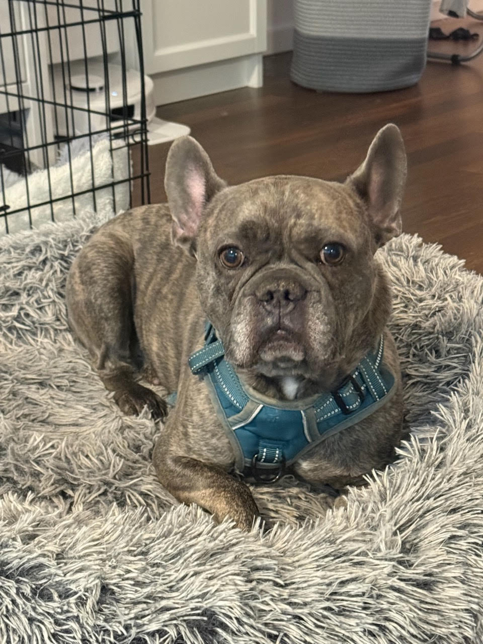 Peanut – Tierschutzverein Köln-Porz